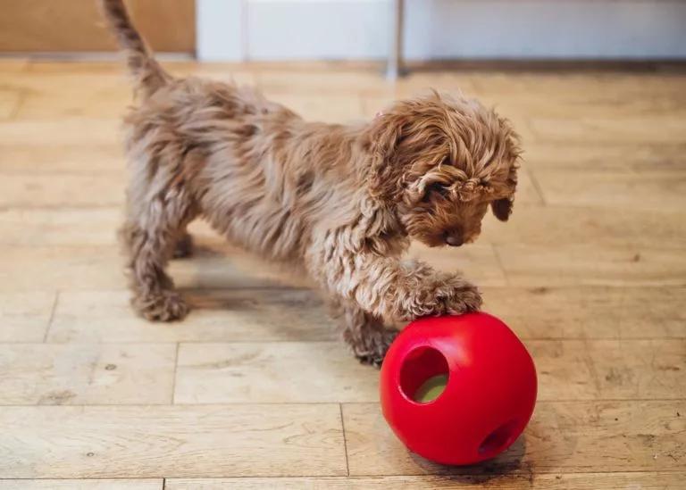Winter Activities to Keep Your Dog Entertained in St. Paul, MN | St ...